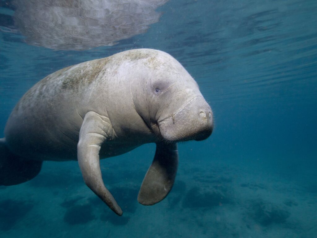 Local Conservative Radio Talk Show Host Bill Mick says to make manatees ...