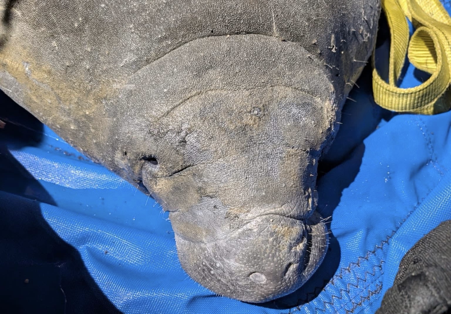 Manatee Rescued From Storm Drain in Melbourne Beach After Cold Weather ...